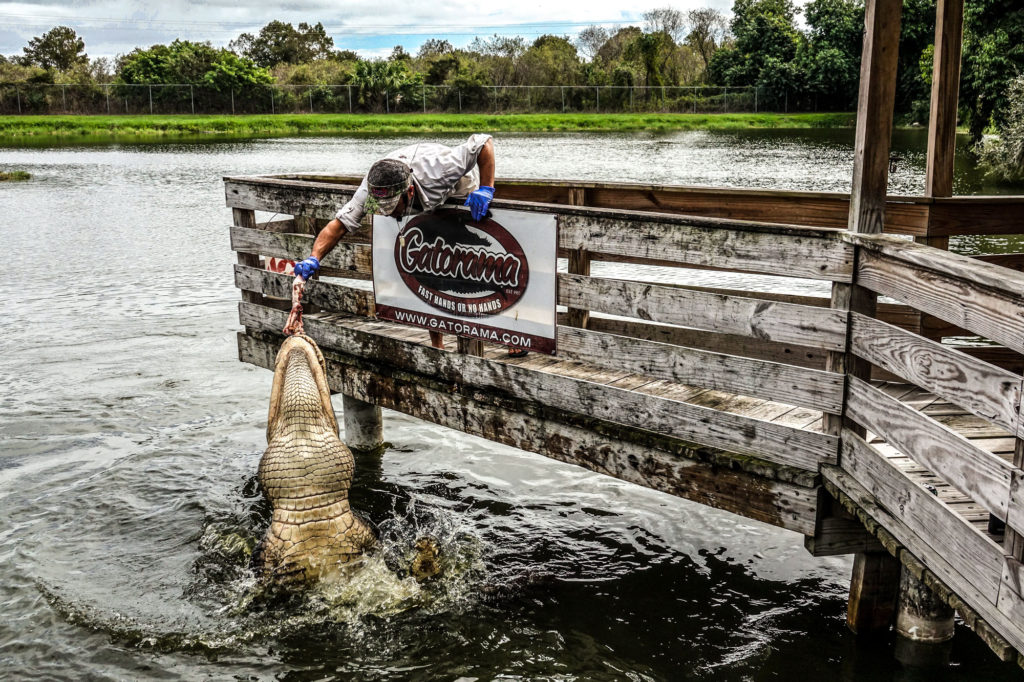 Gator Shows - The Gatorama Hatching Festival